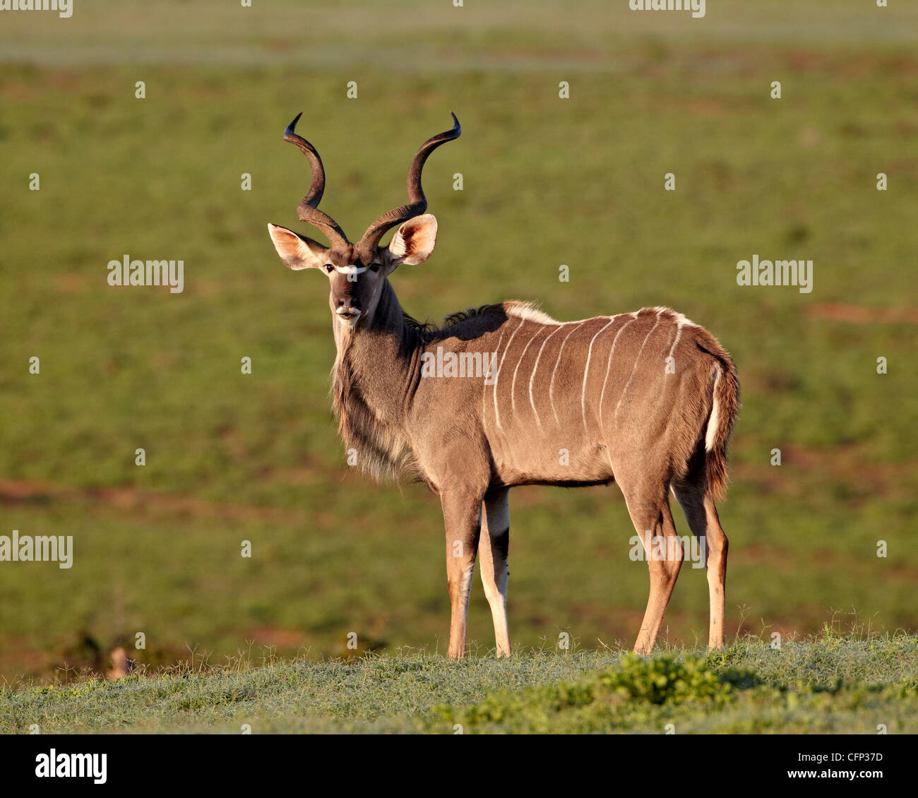 Greater kudu (Tragelaphus strepsiceros) buck, Addo Elephant National ...