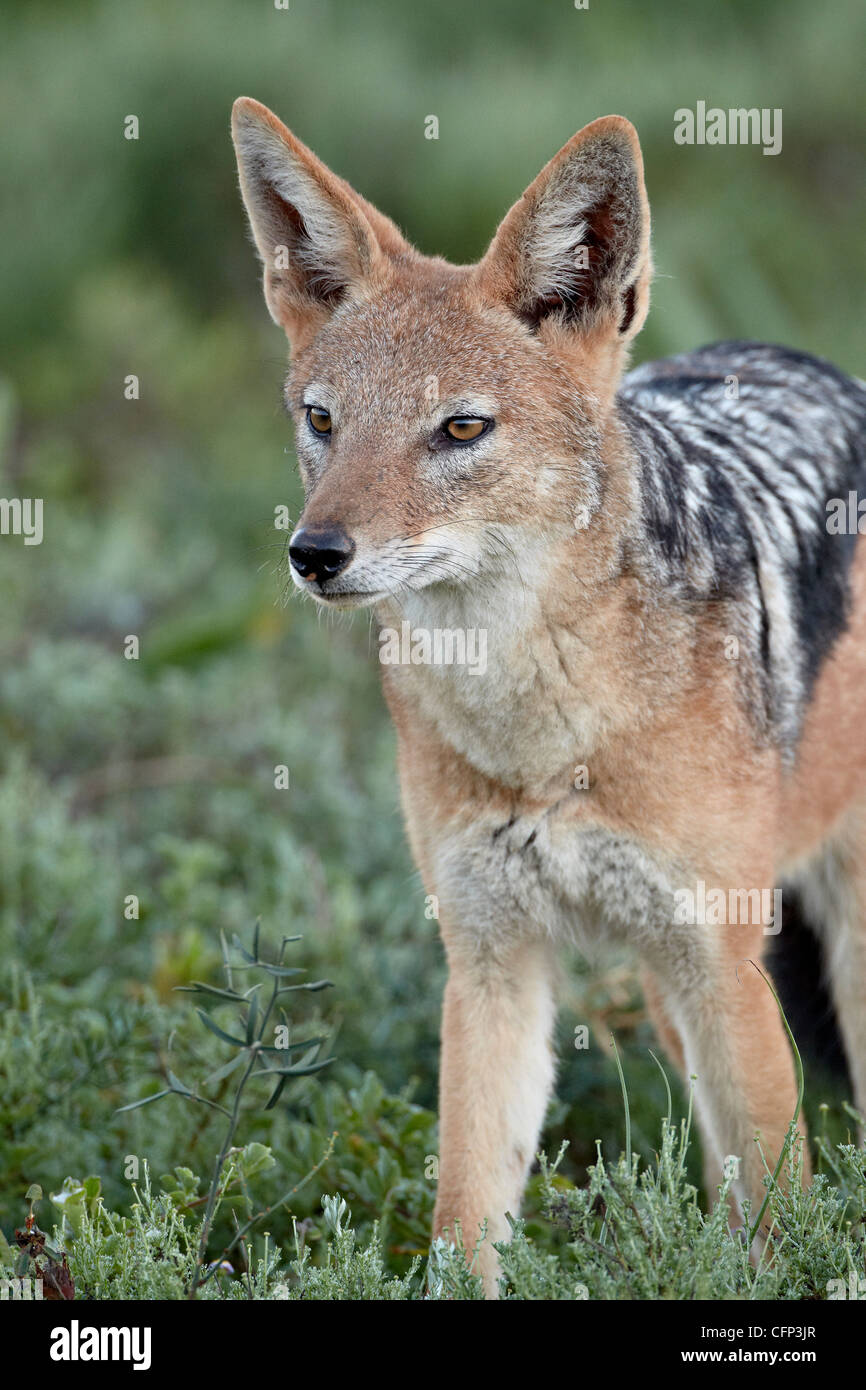 Black-backed jackal (silver-backed jackal) (Canis mesomelas), Addo Elephant National Park, South ...