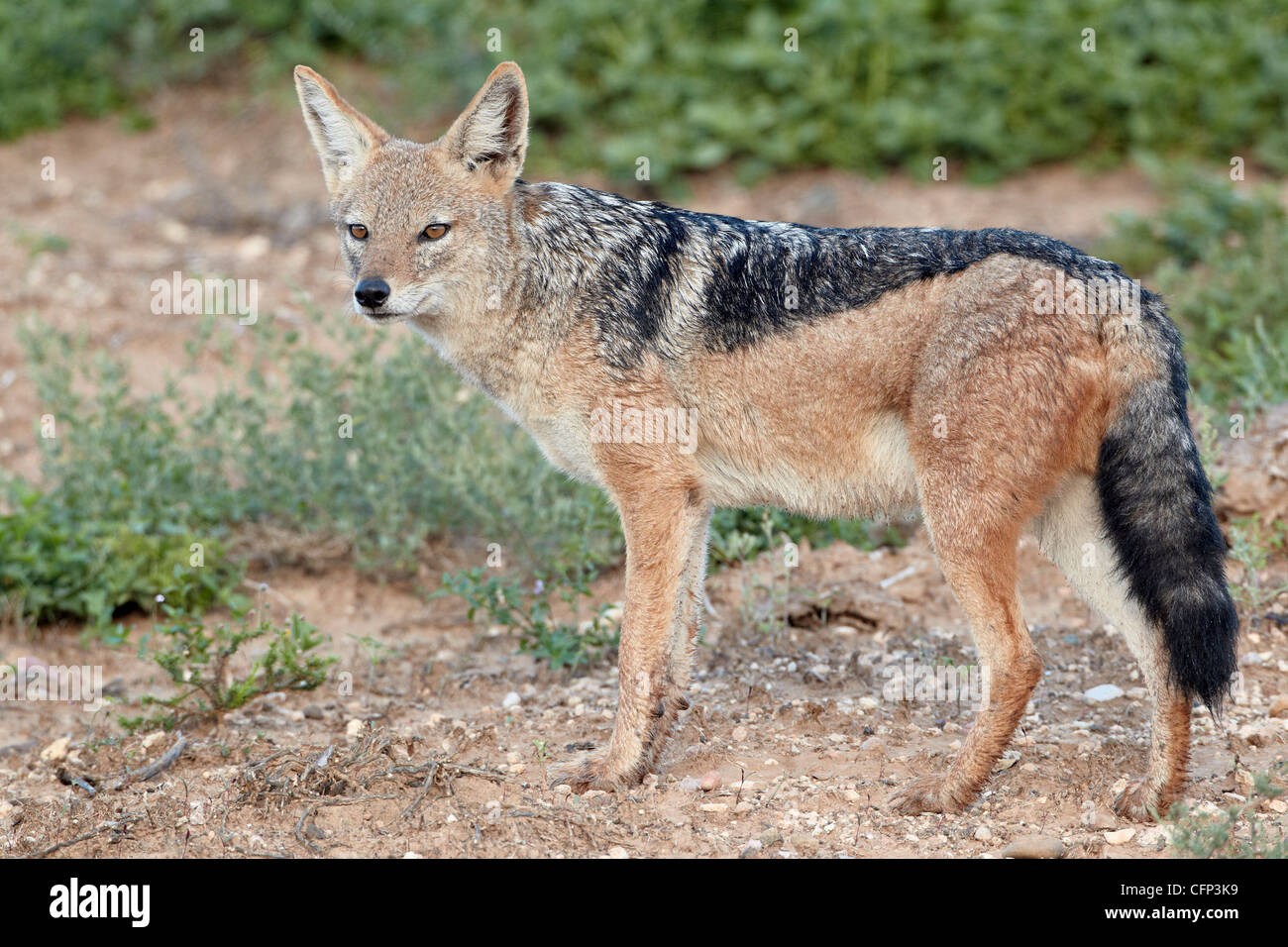 Silver backed jackal hi-res stock photography and images - Alamy