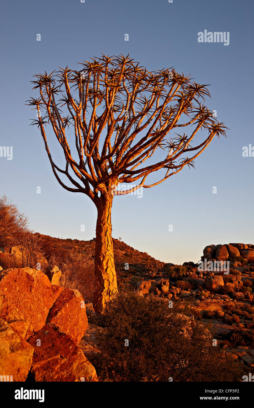 Quiver Tree (Kokerboom) (Aloe dichotoma), Namakwa, Namaqualand, South ...