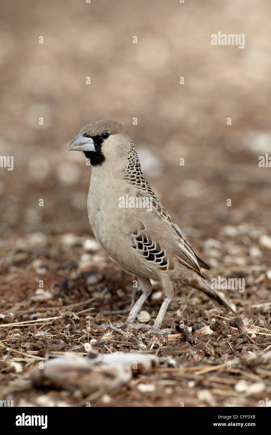 Sociable weaver (social weaver), Kalahari Gemsbok National Park, South ...
