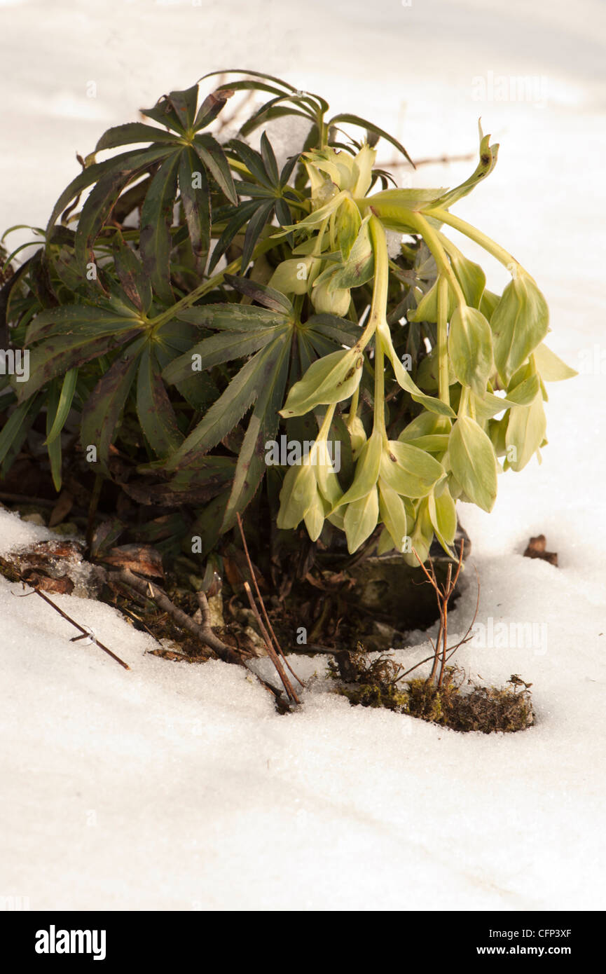 Helleborus foetidus, Stinking Hellebore, growing in the snow, Mickleham ...