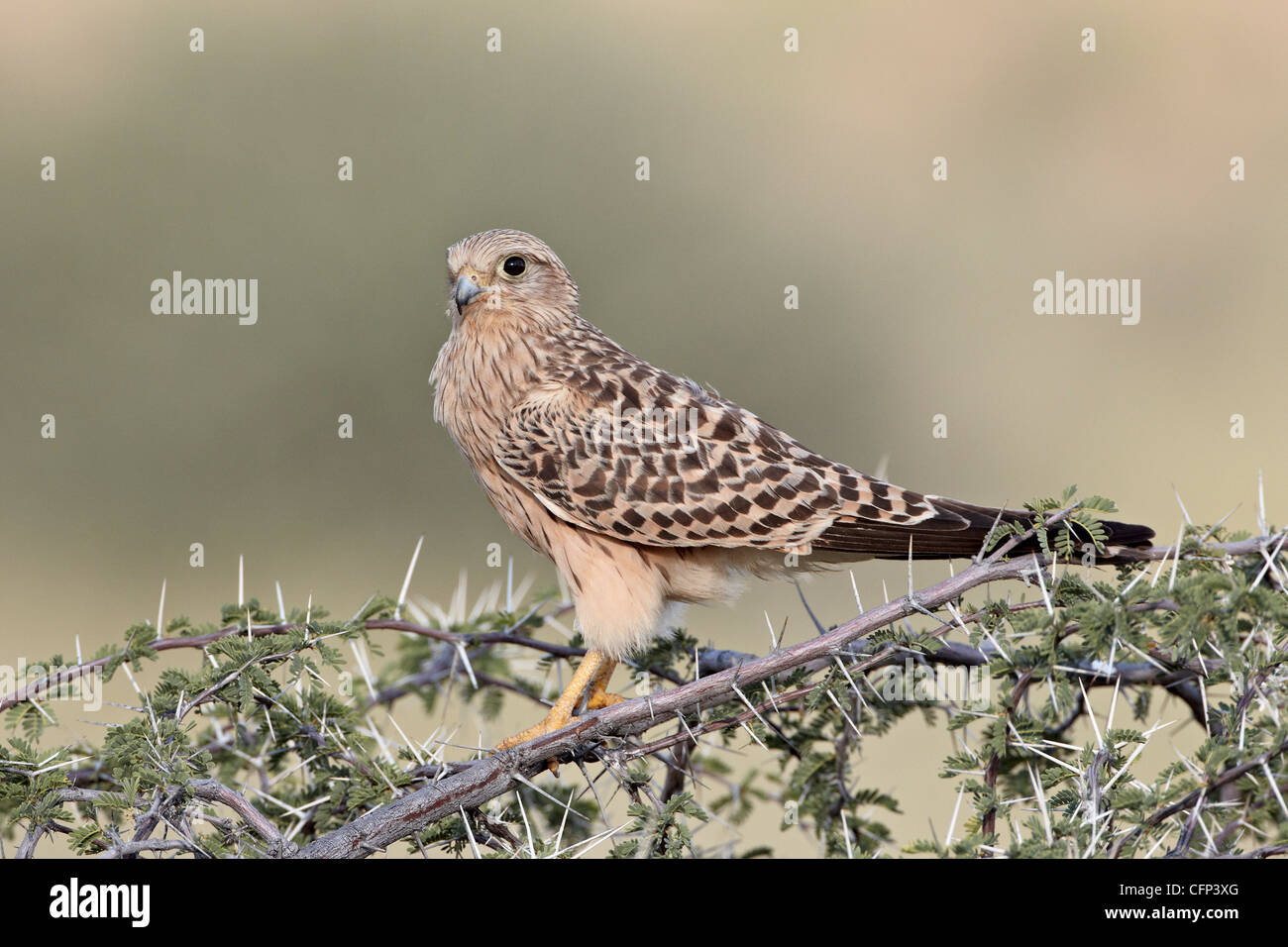 Immature greater kestrel hi-res stock photography and images - Alamy