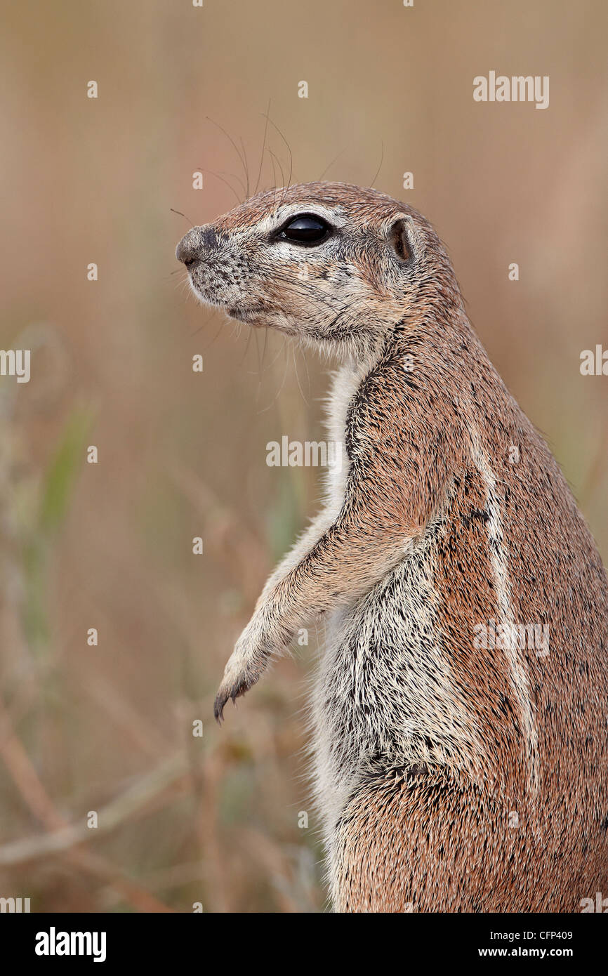 Cape ground squirrel (Xerus inauris), Kalahari Gemsbok National Park ...