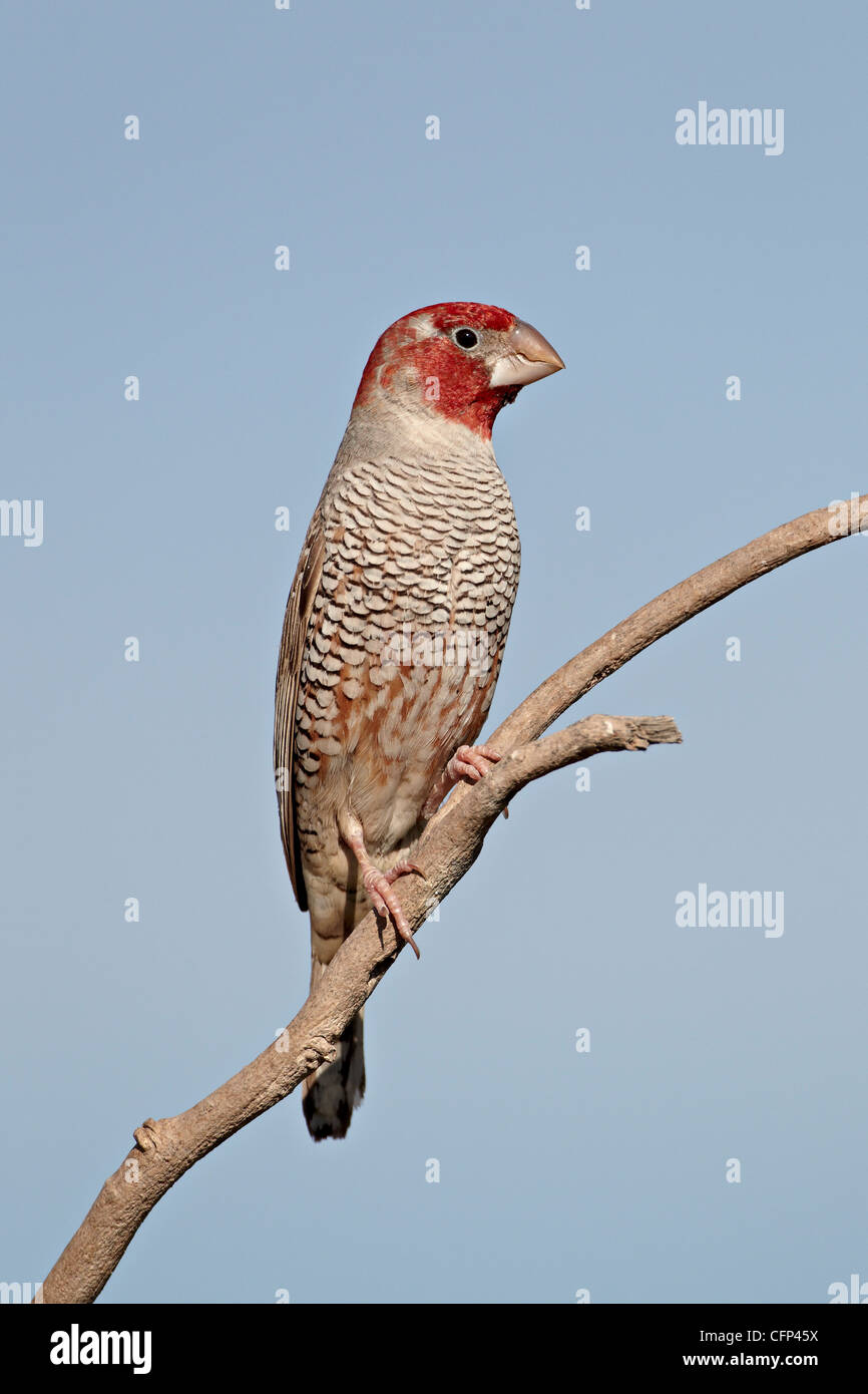 Red-headed finch (Paradise finch), Kalahari Gemsbok National Park ...