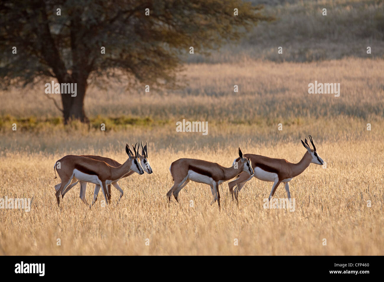 Former Kalahari Gemsbok National Park High Resolution Stock Photography ...