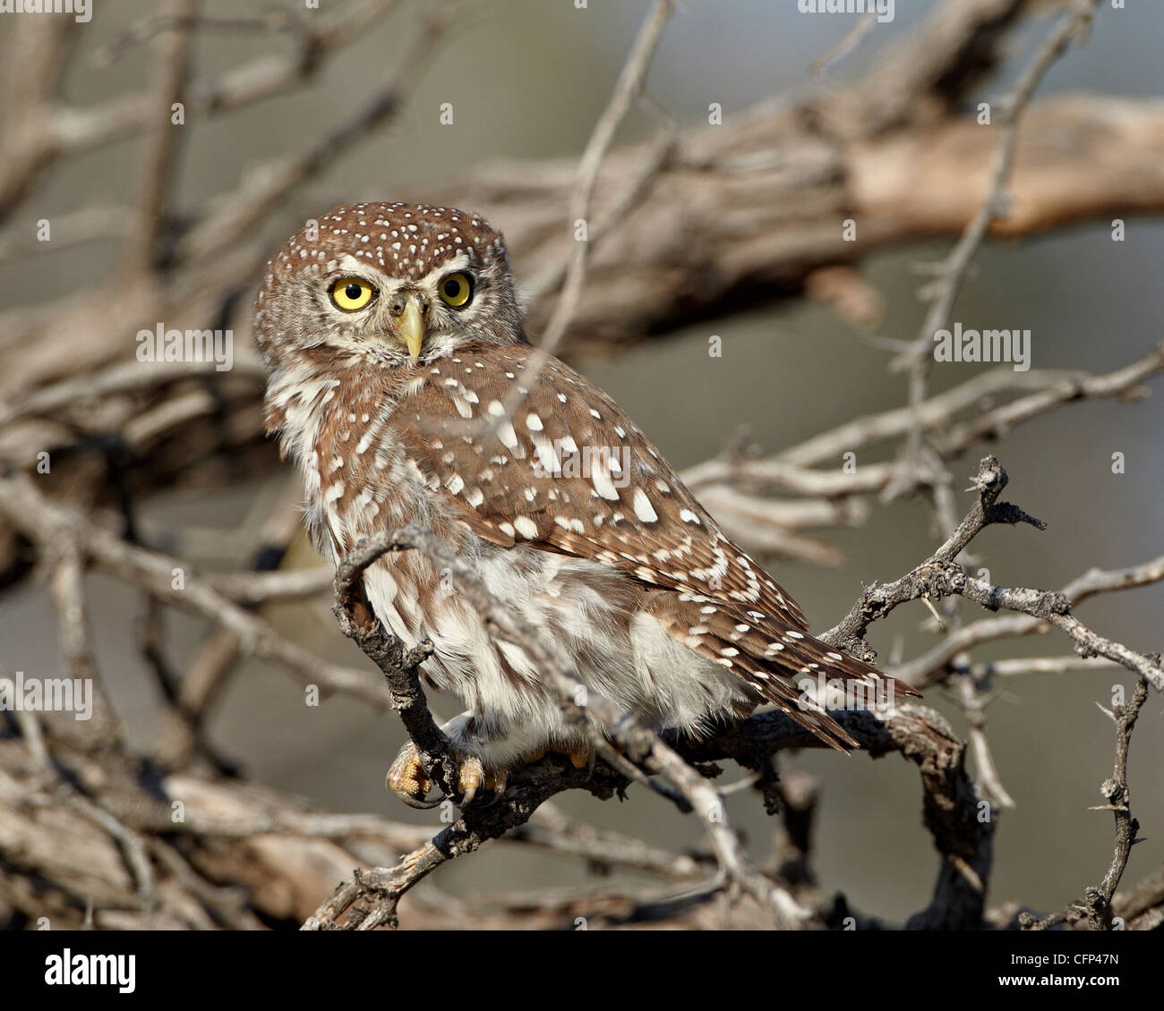 Pearl spotted owlet hi-res stock photography and images - Alamy