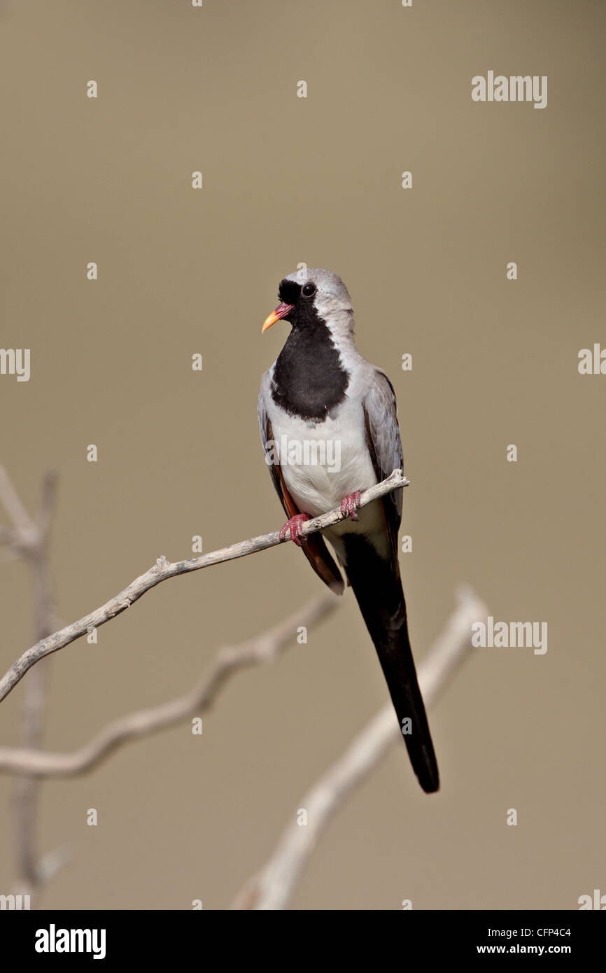 Namaqua dove (Oena capensis), Kalahari Gemsbok National Park, South ...