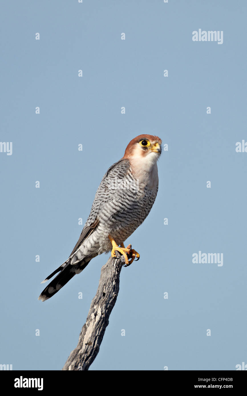 Red-necked falcon (red-headed merlin), Kalahari Gemsbok National Park ...
