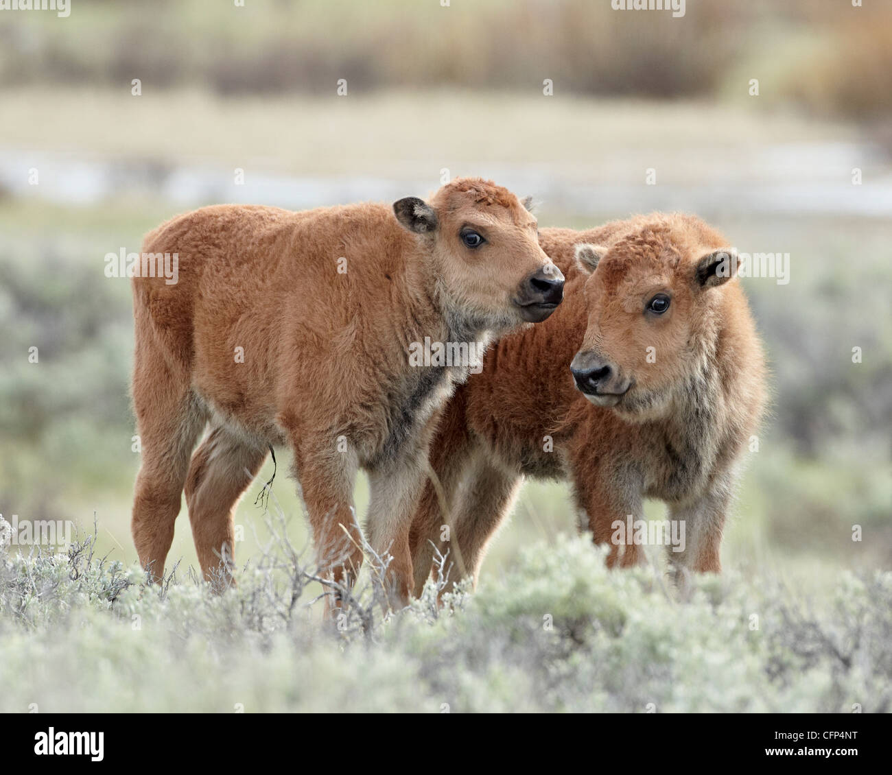Two bison (Bison bison) calves, Wyoming, United States of America ...