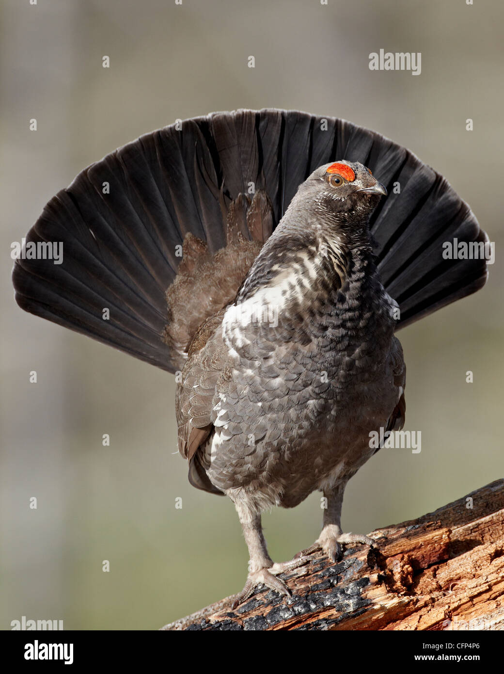 Male dusky grouse (blue grouse), Wyoming, United States of America ...