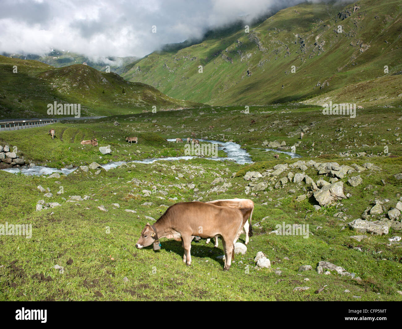Swiss cows in alpine meadow, Canton Graubunden, Switzerland, Europe ...