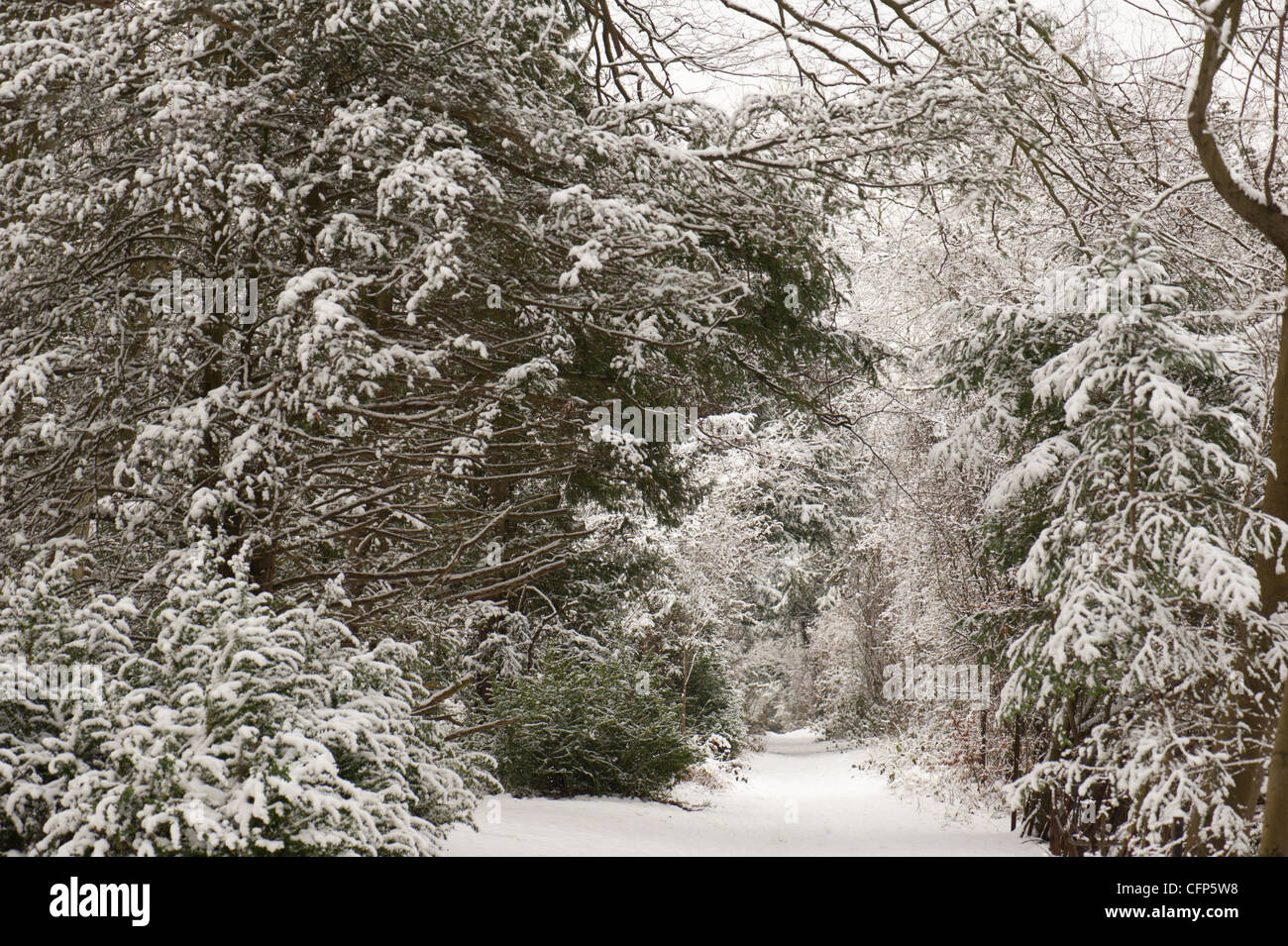 Snowfall in deciduous woodland, January, Surrey, UK Stock Photo - Alamy