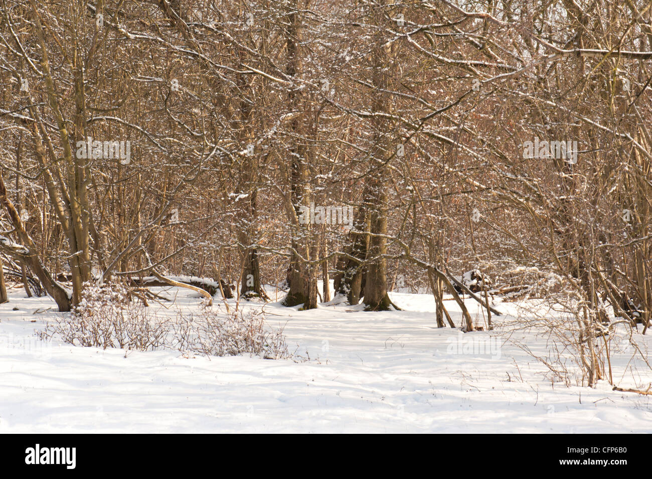 Snowfall in deciduous woodland, January, Surrey, UK Stock Photo - Alamy