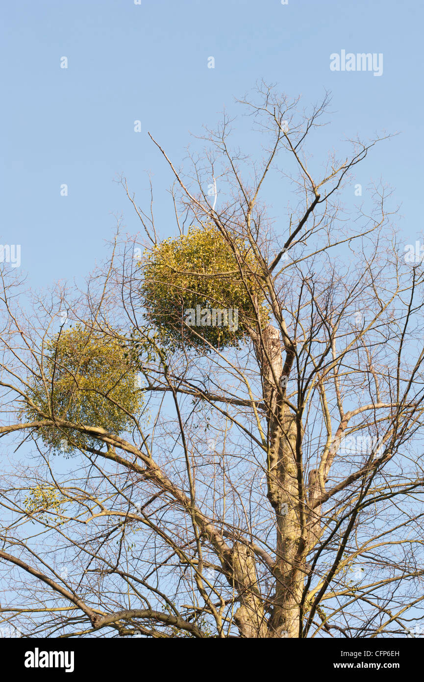 Mistletoe tree hi-res stock photography and images - Alamy