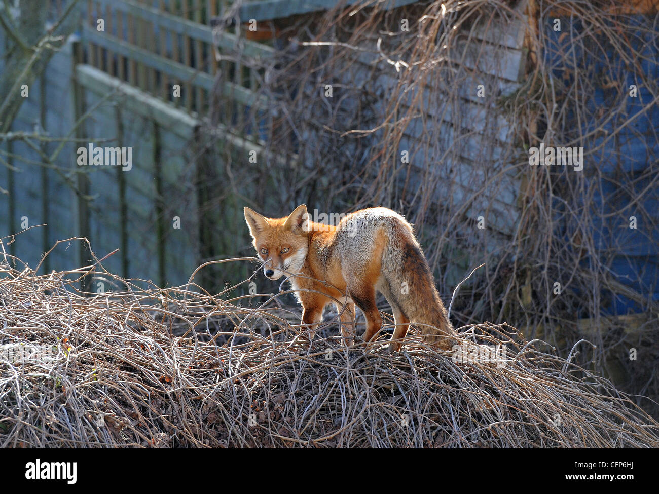 Garden shed with fox hi-res stock photography and images - Alamy