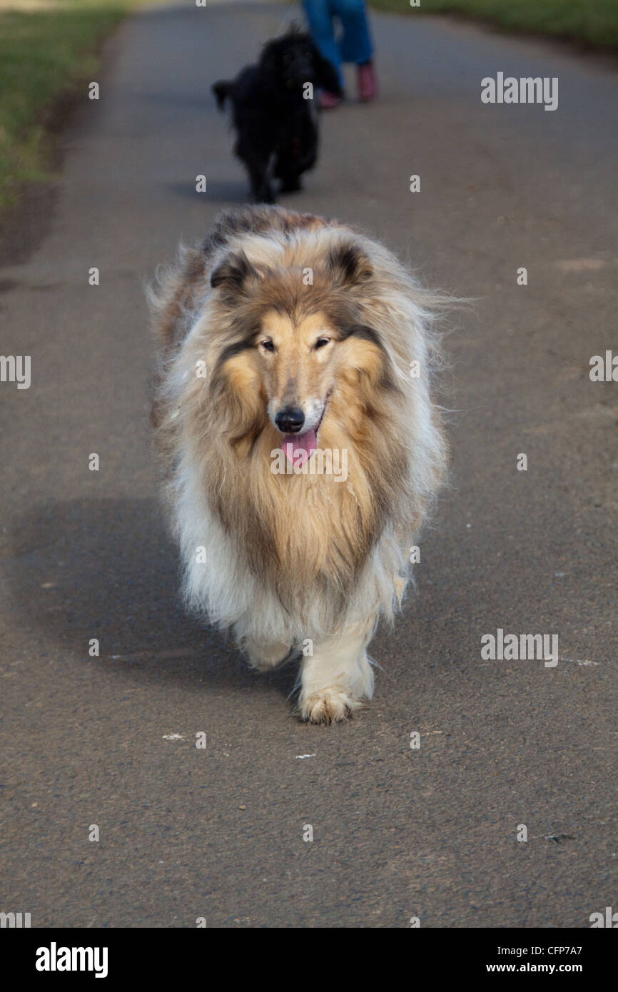 Lassie Collie walking on road Stock Photo - Alamy