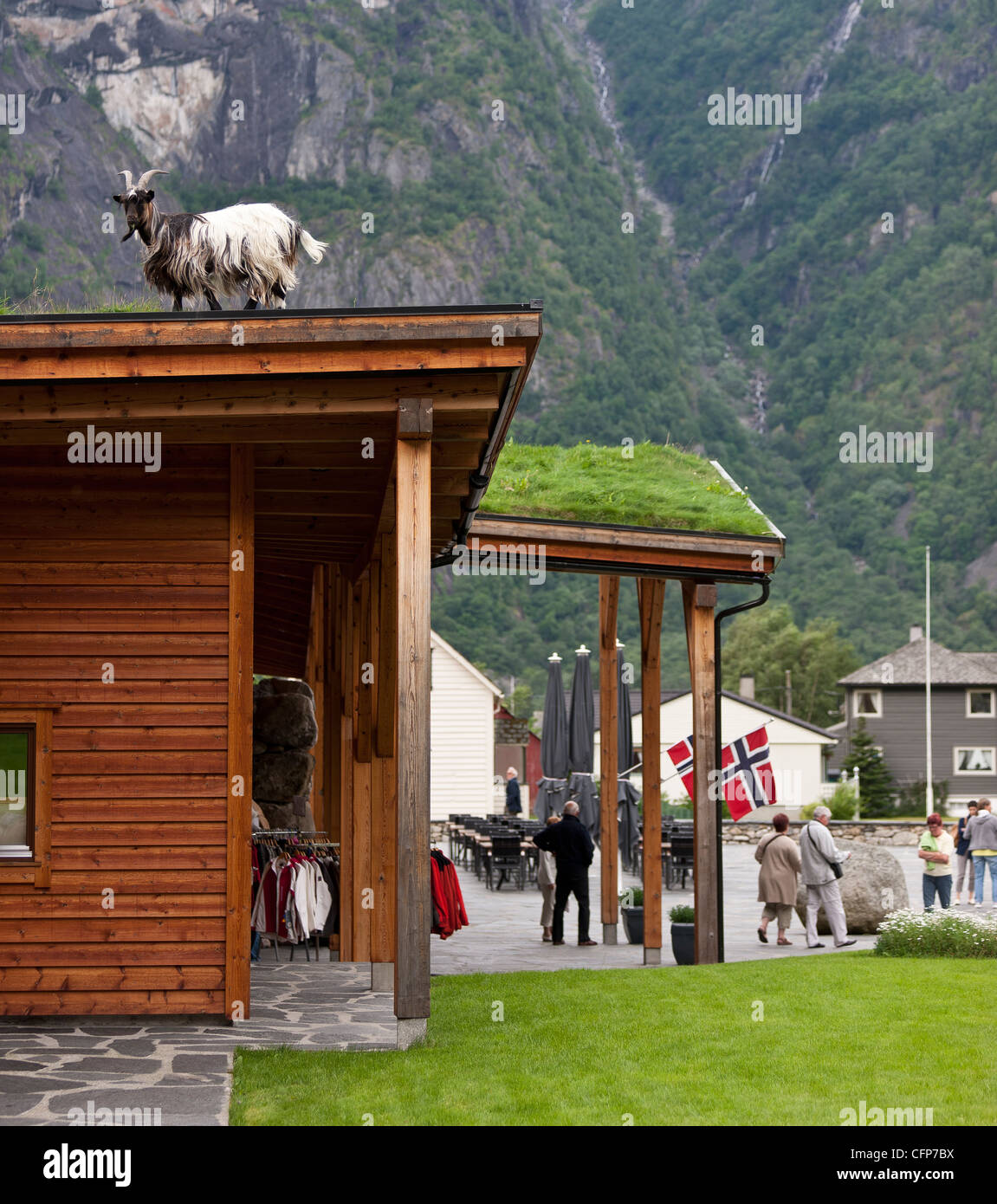 Sheep grazing on grass roof hi-res stock photography and images - Alamy