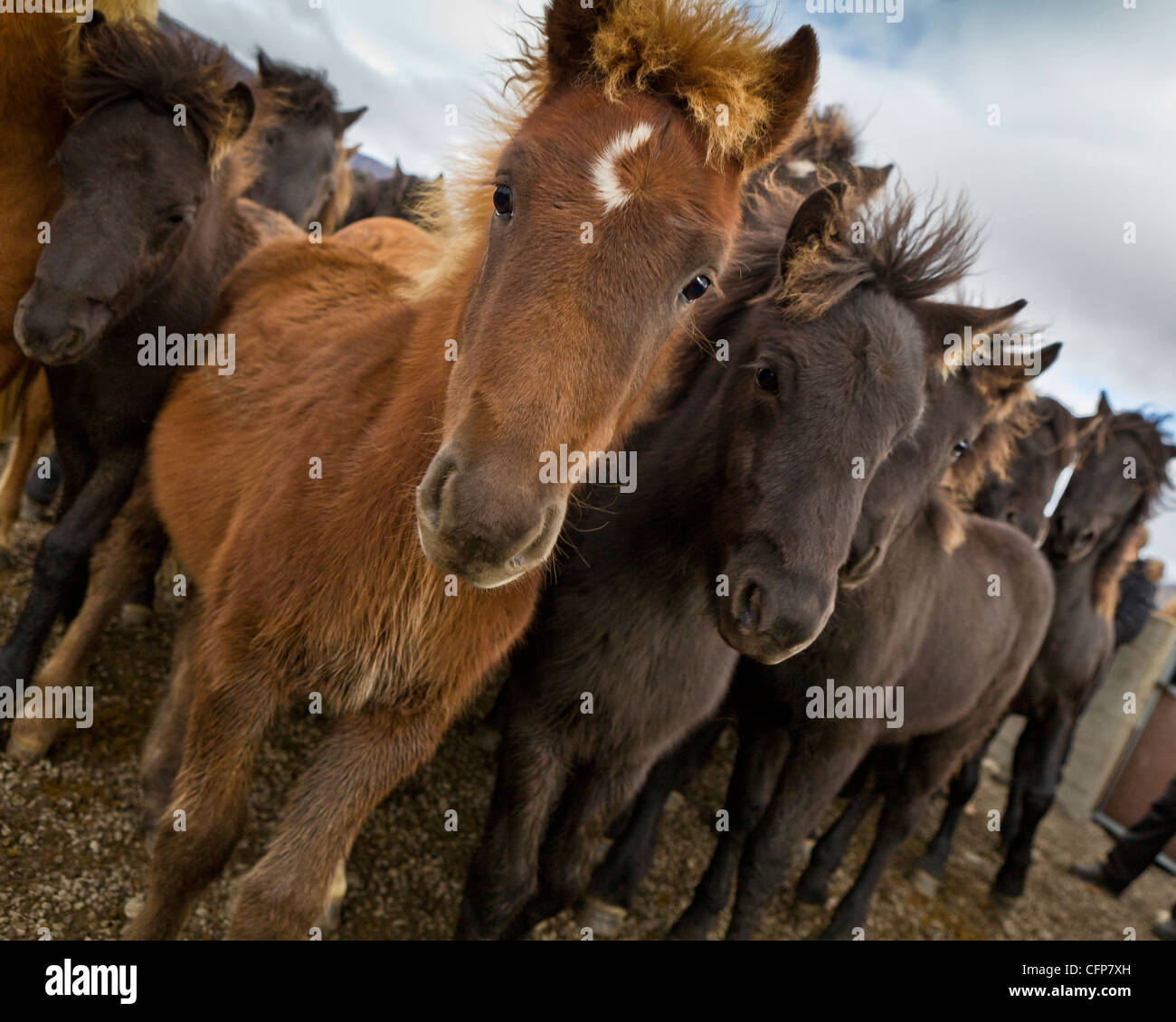 Annual Horse Round Up-Laufskalarett, Skagafjordur, Iceland Stock Photo ...