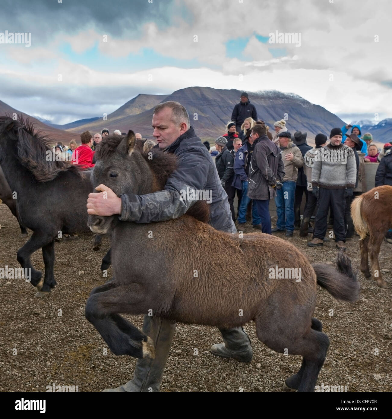 Annual Horse Round Up-Laufskalarett, Skagafjordur, Iceland Stock Photo ...