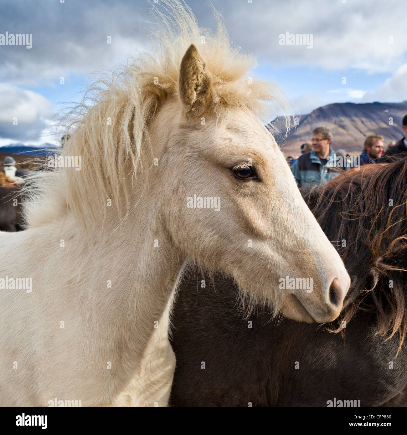 Annual Horse Round Up-Laufskalarett, Skagafjordur, Iceland Stock Photo ...