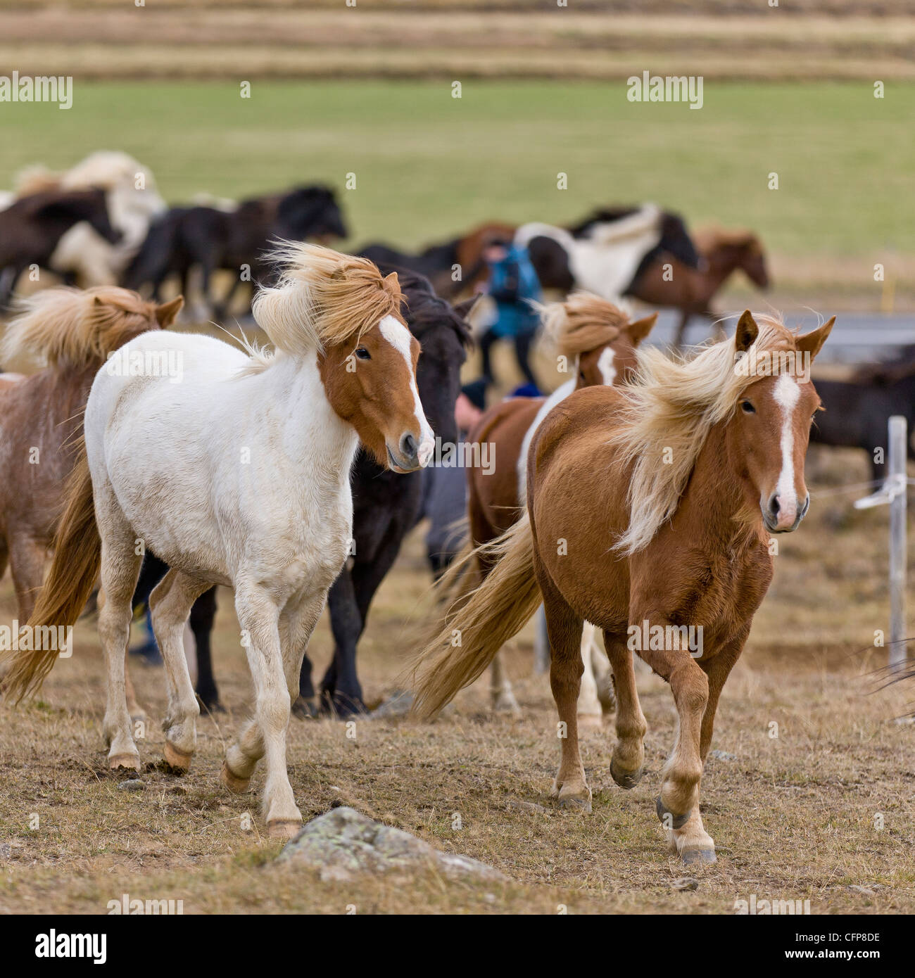 Annual Horse Round Up-Laufskalarett, Skagafjordur, Iceland Stock Photo ...