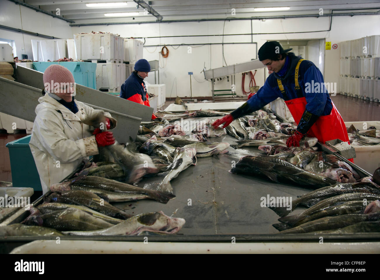 Lofoten stock fish hi-res stock photography and images - Alamy