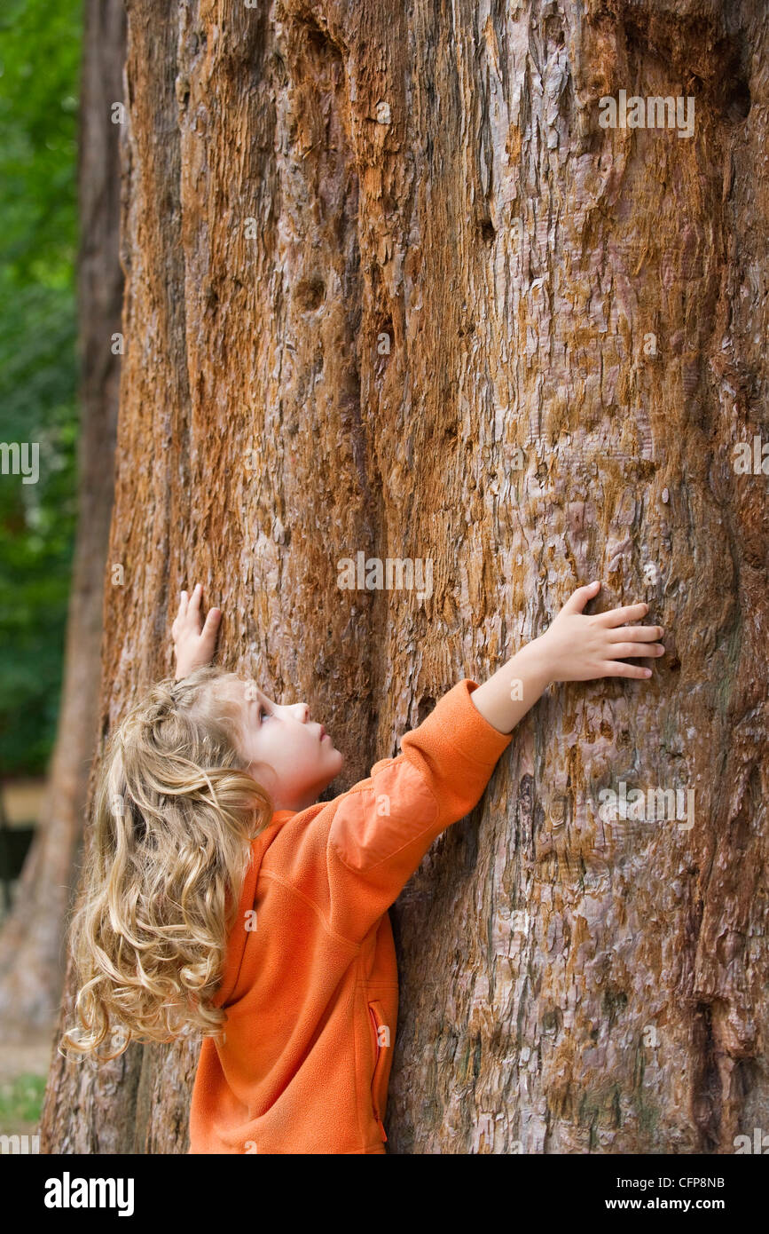 Little girl touching large tree trunk, looking up Stock Photo - Alamy