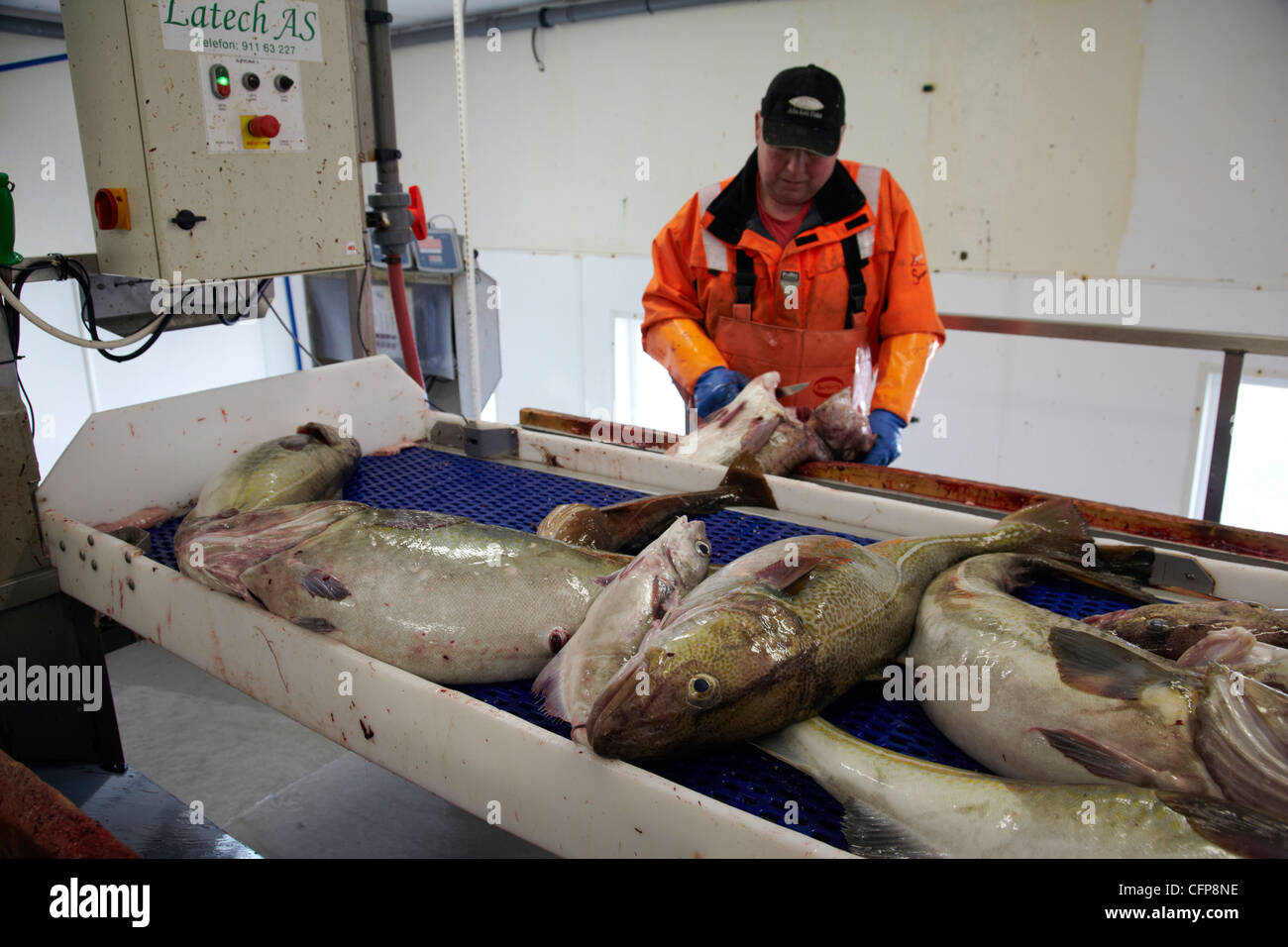 In a fish factory in Röst, Lofoten, Norway Stock Photo - Alamy