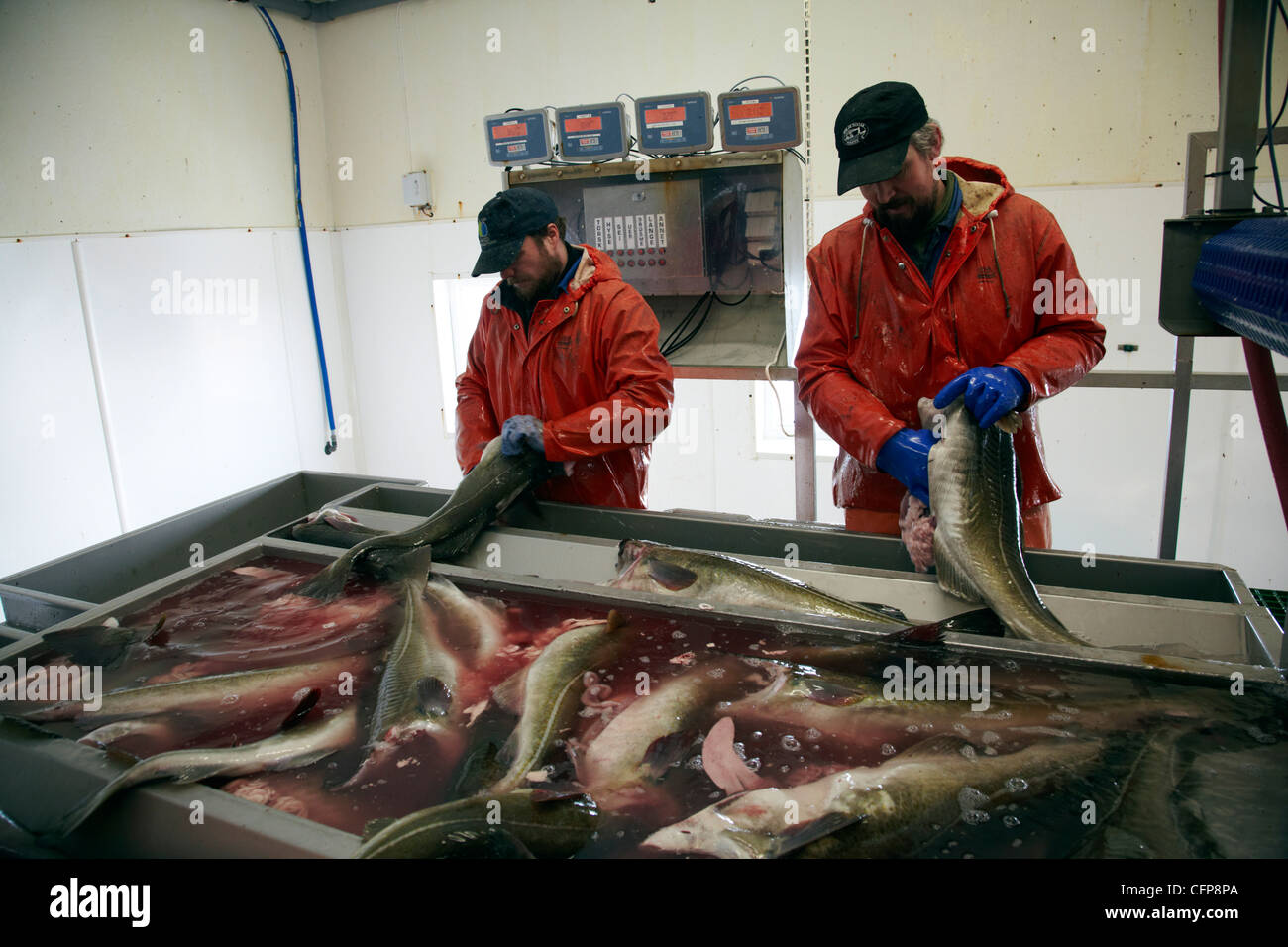 In a fish factory in Röst, Lofoten, Norway Stock Photo - Alamy