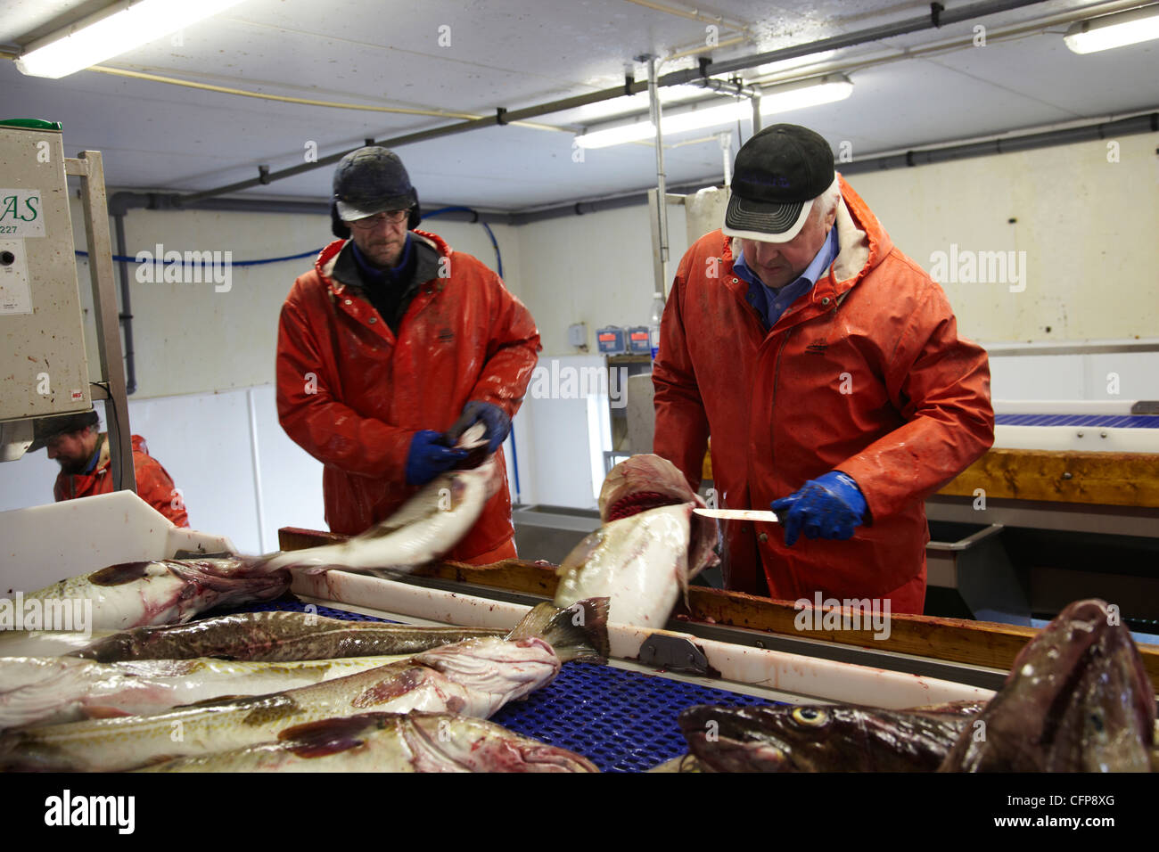 In a fish factory in Röst, Lofoten, Norway Stock Photo - Alamy