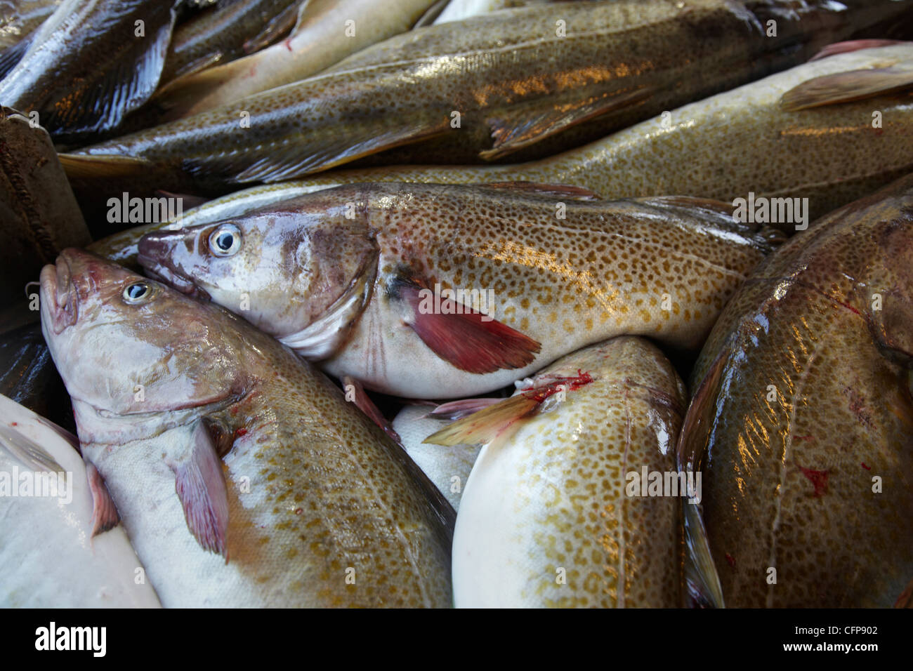 In a fish factory in Röst, Lofoten, Norway Stock Photo - Alamy