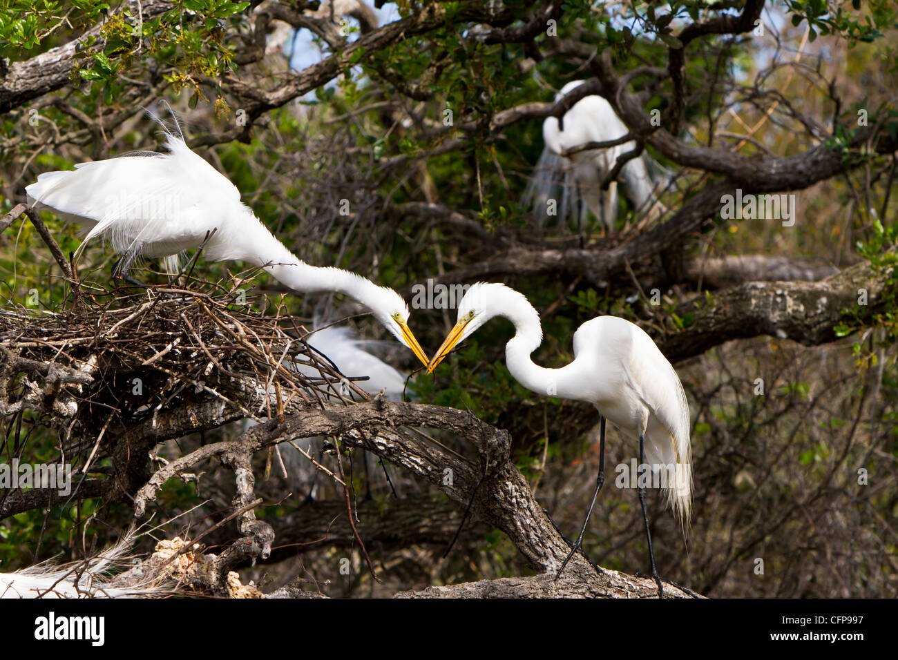 A pair of great white egrets building their nest at the Alligator Farm ...