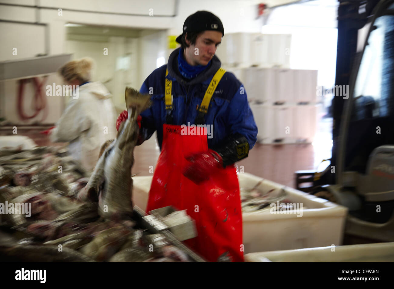 Workers in a fish factory preparing cod to be dried stockfish Stock ...