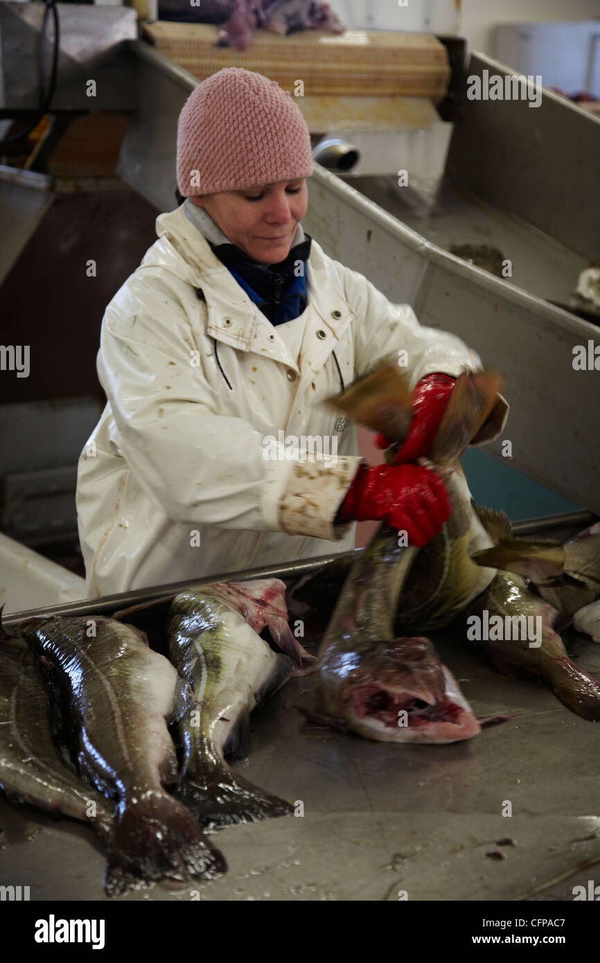 Workers in a fish factory preparing cod to be dried stockfish Stock ...