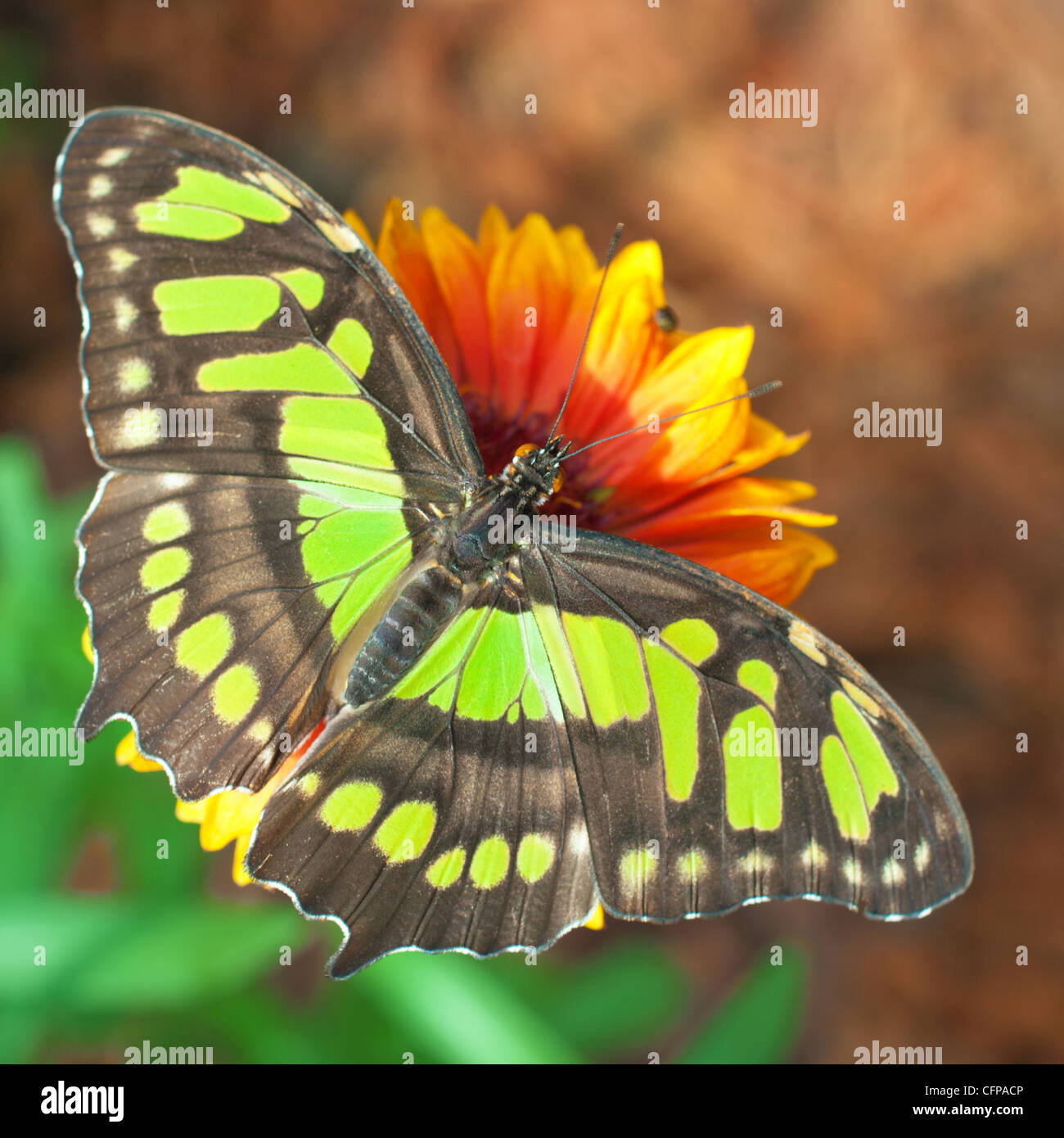 Closeup butterfly wing hi-res stock photography and images - Alamy