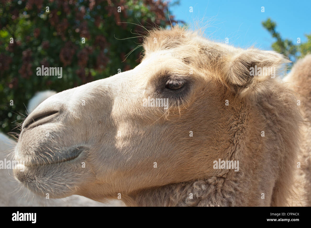 Camel ear hi-res stock photography and images - Alamy