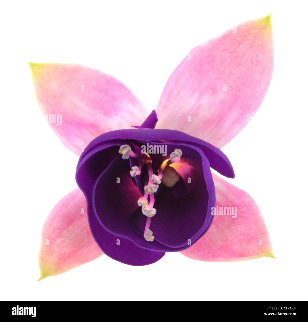 Fuchsia pink flower Cut Out Stock Images & Pictures - Alamy