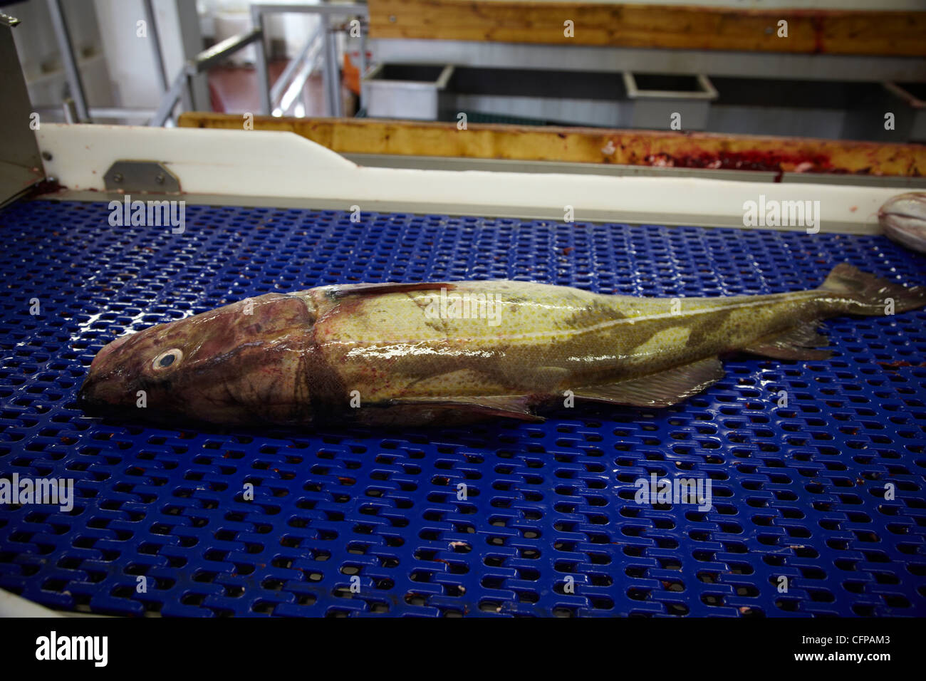 Lofoten skrei hi-res stock photography and images - Alamy