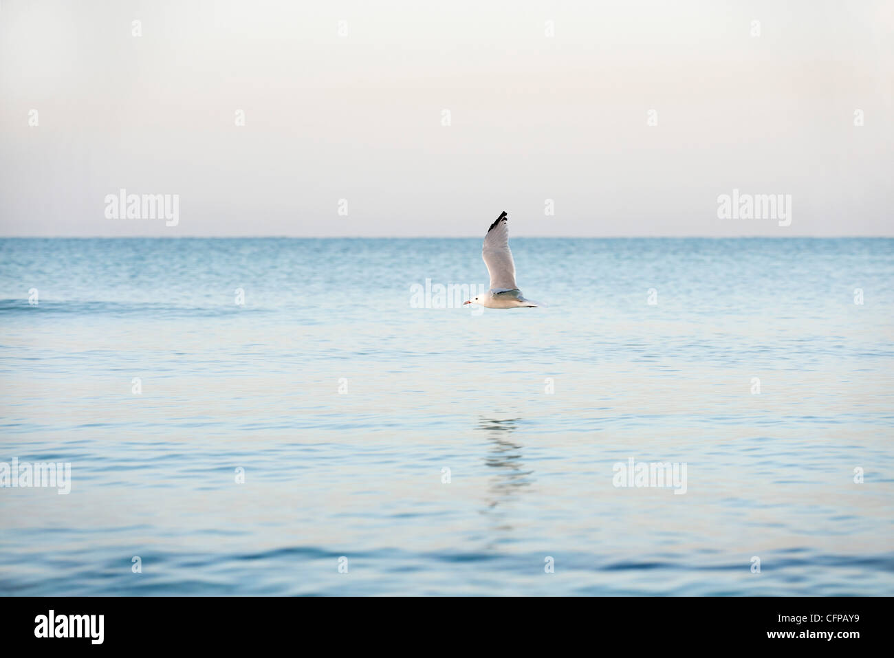 Gull flying over ocean Stock Photo - Alamy
