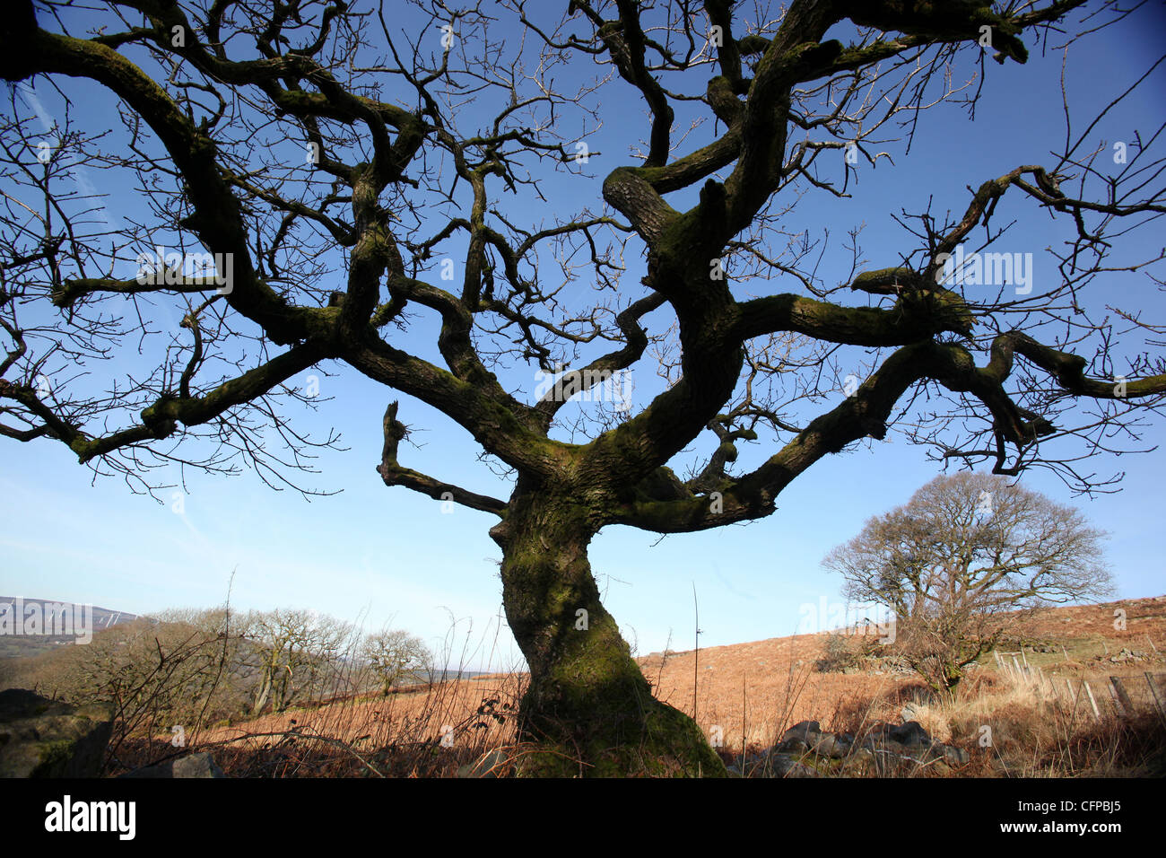 Welsh Oak Tree in Winter in the Brecon Beacons Stock Photo - Alamy