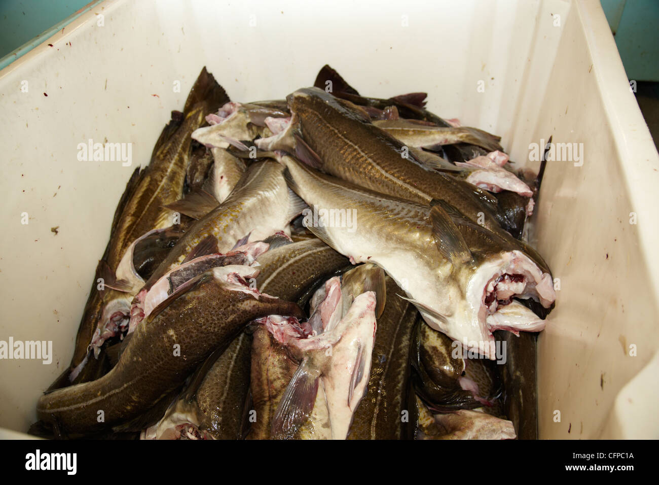 Lofoten skrei hi-res stock photography and images - Alamy