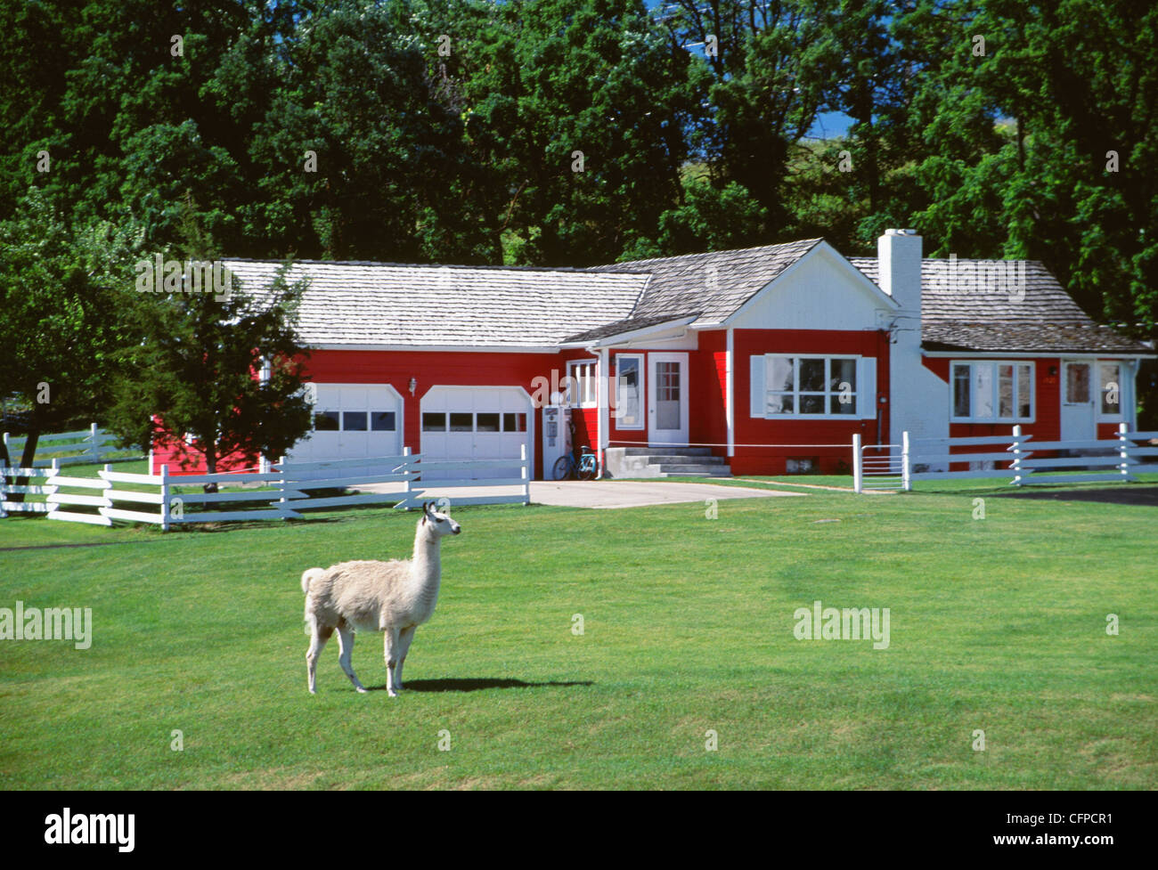 Ranch house with pet llama in front yard, SD Stock Photo - Alamy