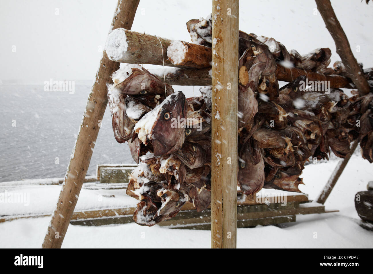 Cod and fish head hanging to dry in a cold fresh temperature in Röst ...
