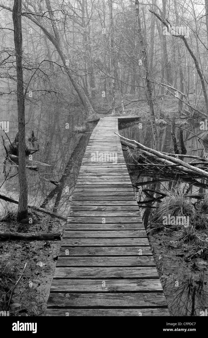 A wooden footbridge across an ethereal swamp in black and white ...