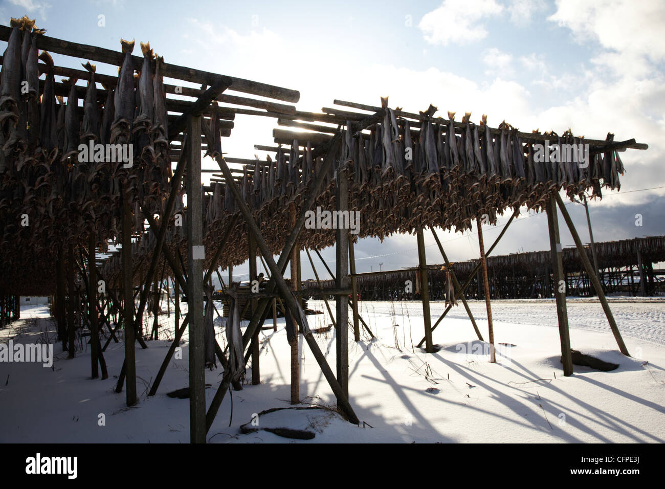 Lofoten dry cod hi-res stock photography and images - Alamy