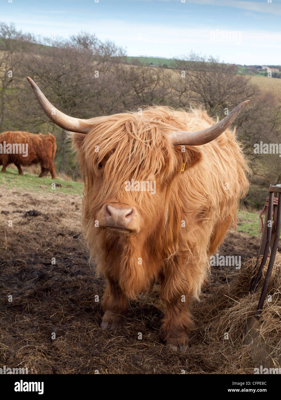 Highland cow in a North Yorkshire Moors field eating hay Stock Photo ...