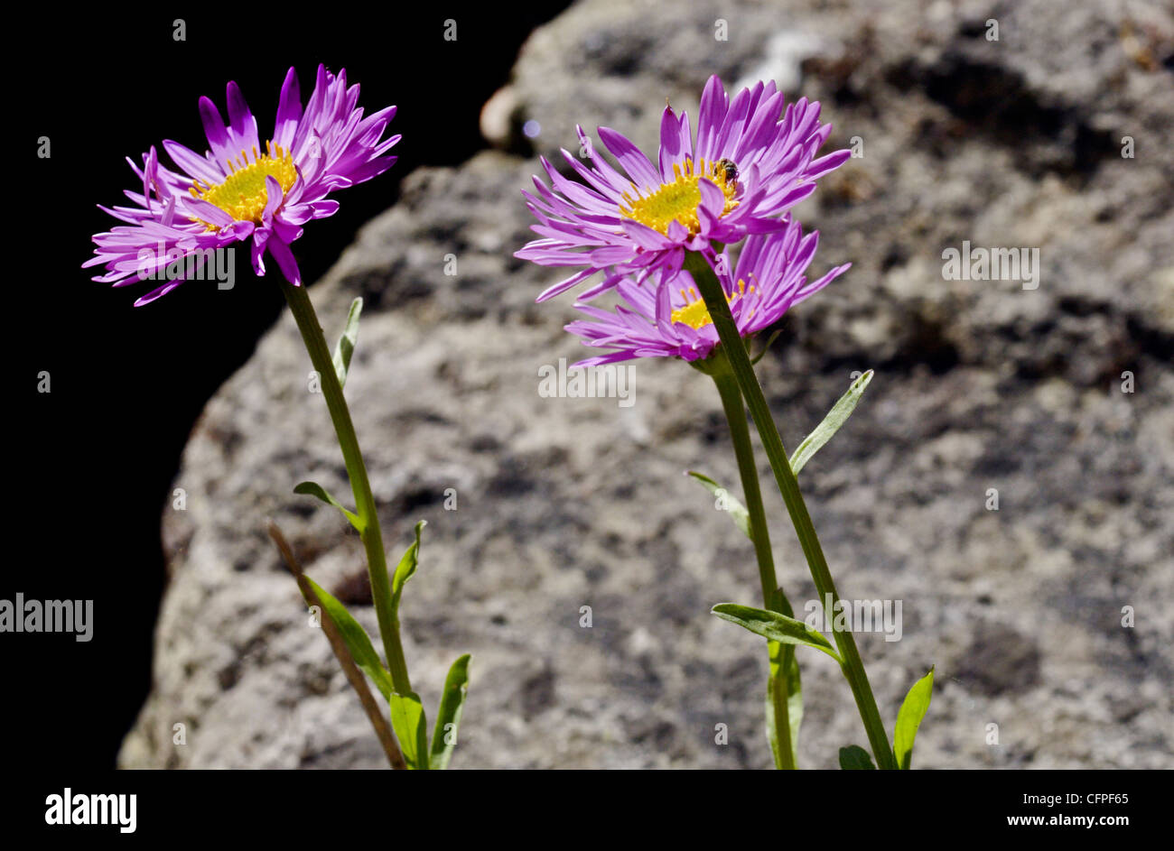 Pink Alpine Asters Stock Photo - Alamy