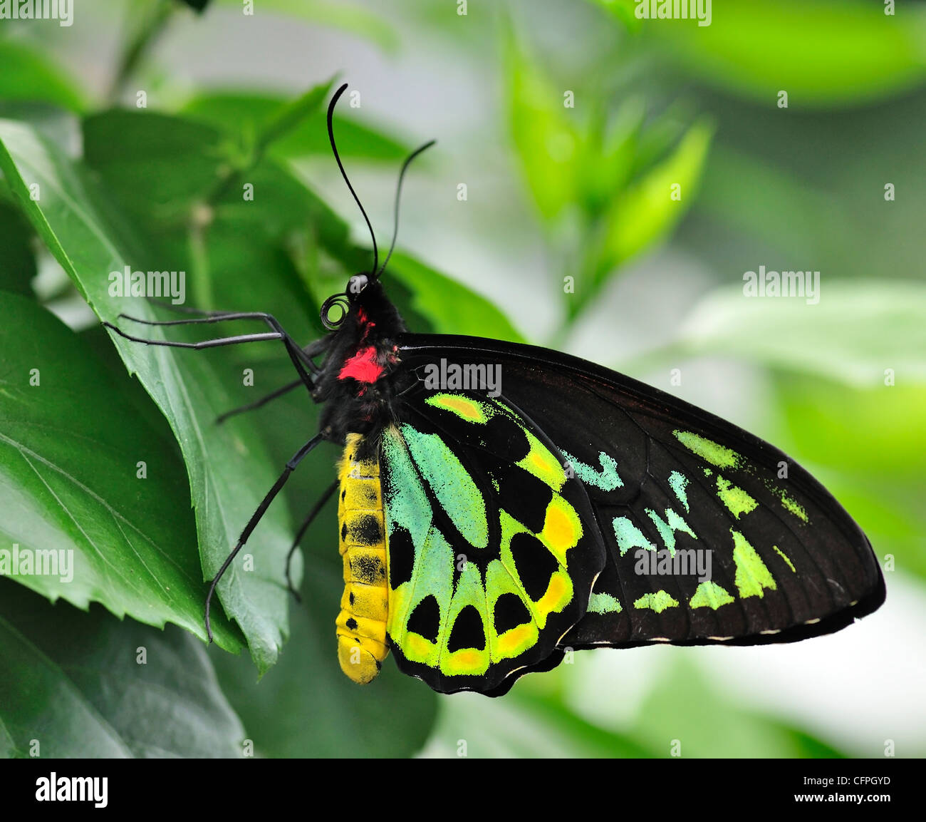 Richmond birdwing butterfly hi-res stock photography and images - Alamy
