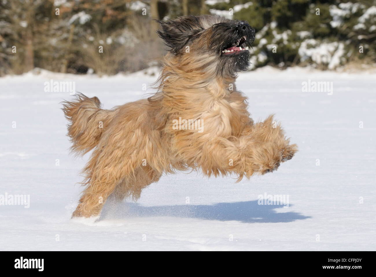 Berger de brie dogs in hi-res stock photography and images - Alamy